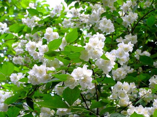 Жасмин (Алла Изрина) / Стихи.ру