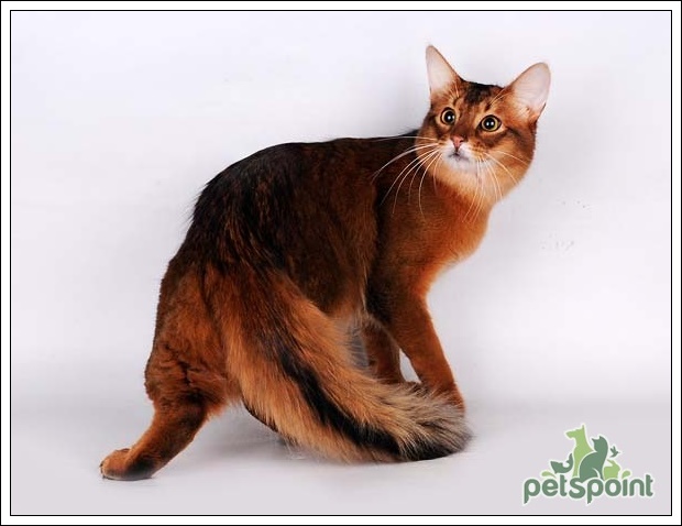 View topic - WingedClan and ChangeClan V2(Warrior Cat RP)Most Ranks ...